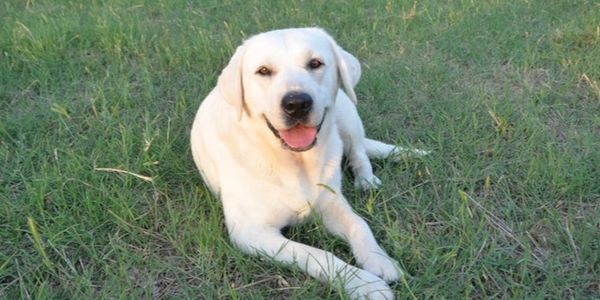 White Labrador Puppies