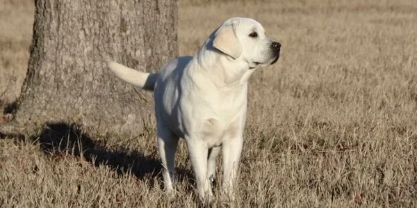 White Labrador Puppies