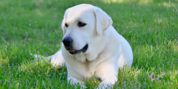 White Labrador Puppies