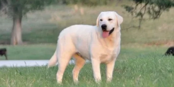 White Labrador Puppies