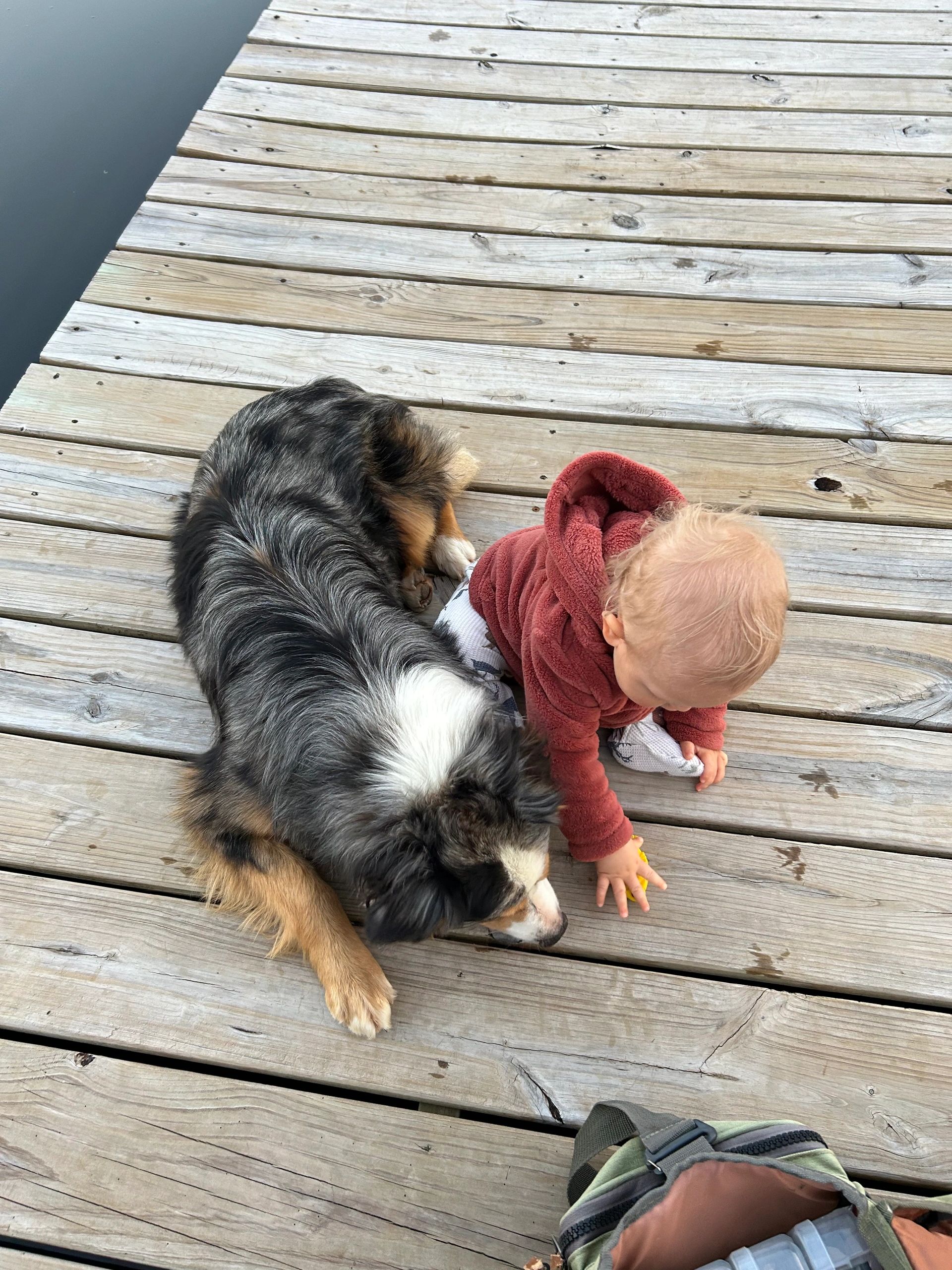 Blue Blood Mini Aussies - Mini Australian Shepherds - Ava, Missouri