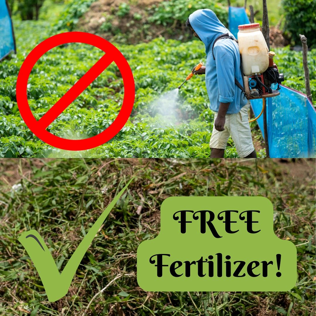 Free DIY Fertilizer from Ze Weeds (Or, Weeds, if You Prefer)