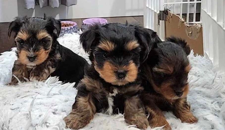 Sugar Sweet Hilton Yorkies - Miniature Yorkshire Terrier, Yorkshire ...