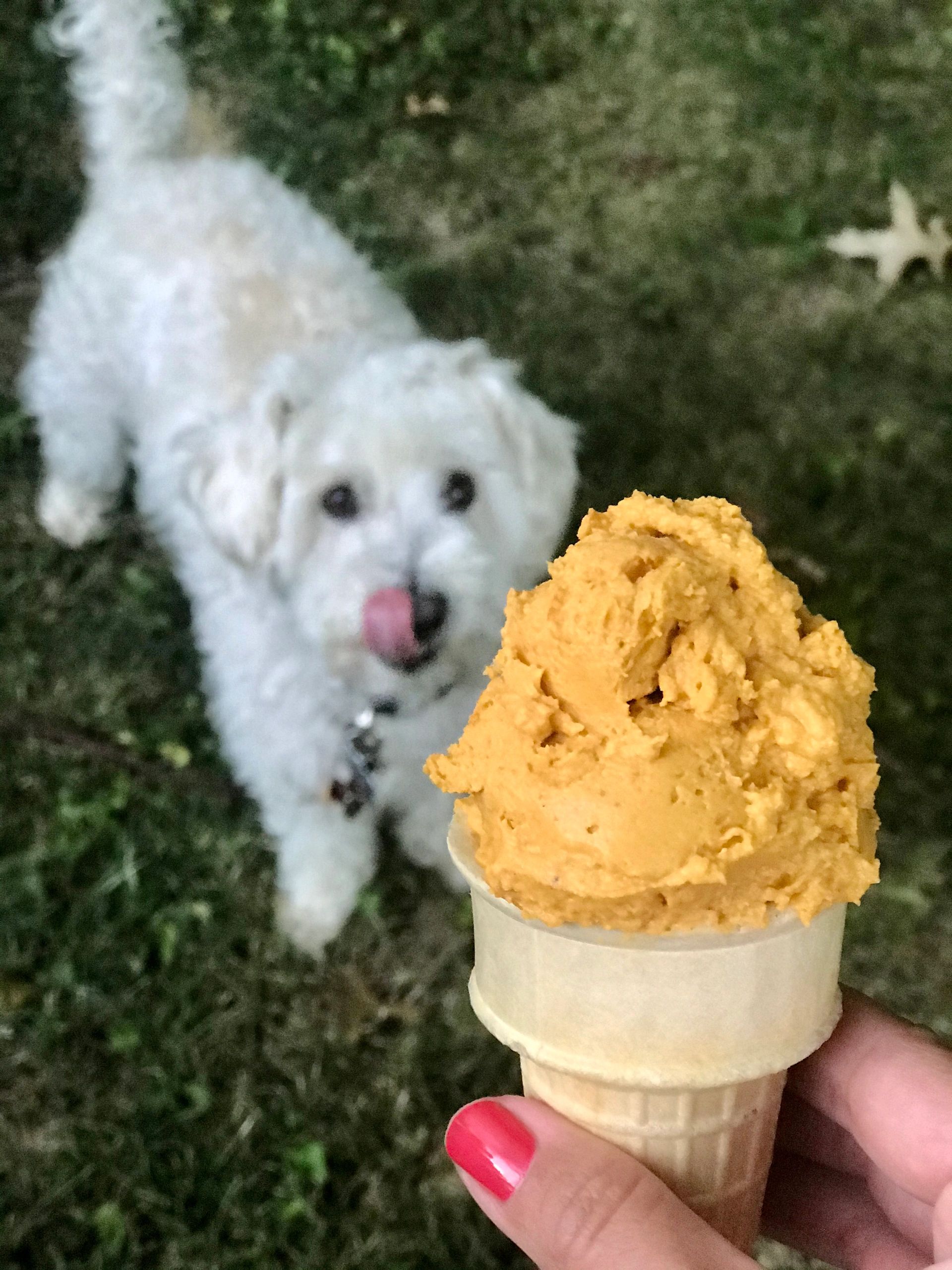 Big Woof Dog Treats | Dog-Friendly Ohio