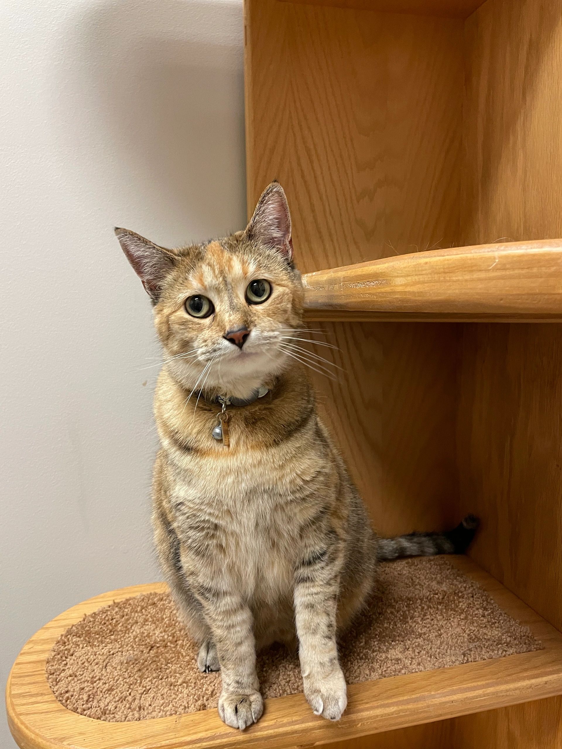 Solensia for Arthritic Cats!