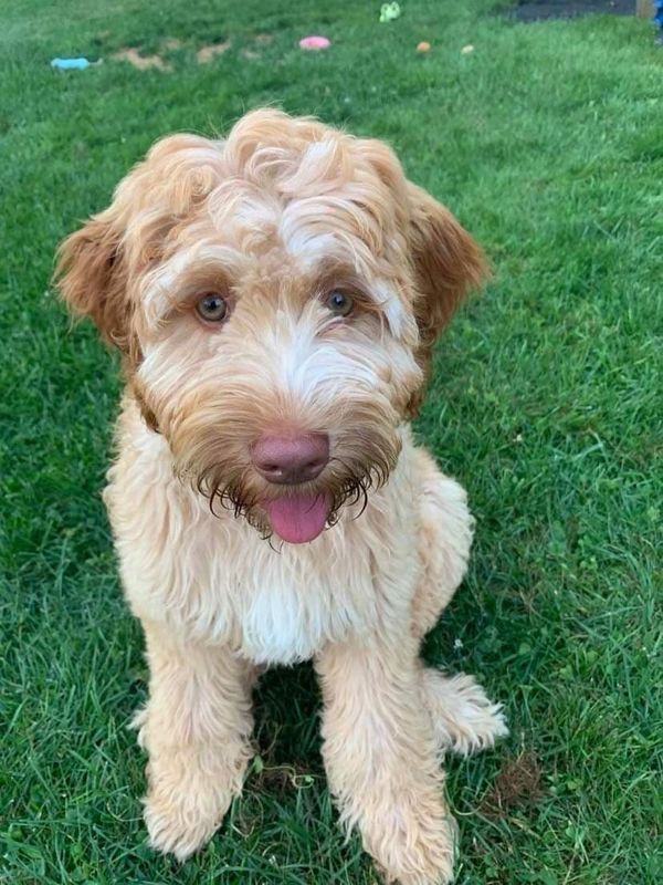Our Boys | Great Scott Labradoodles