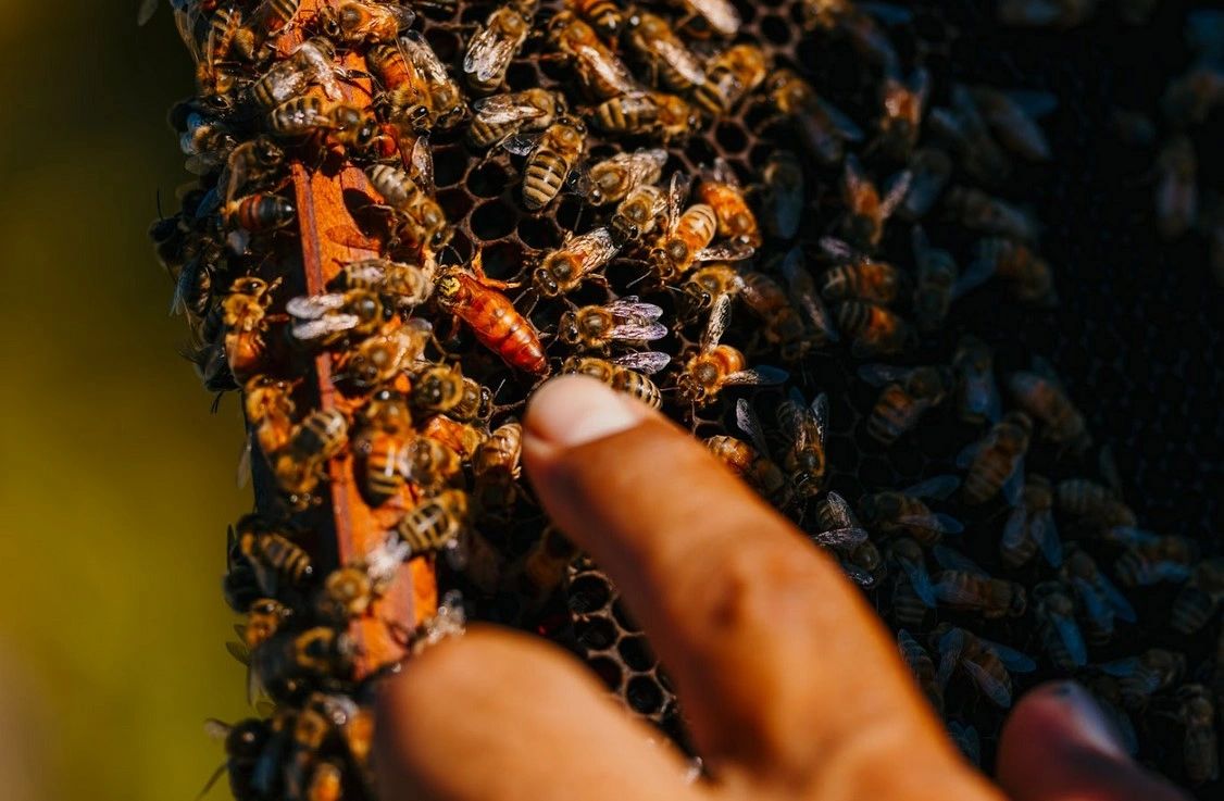 Order Queens/Pricing