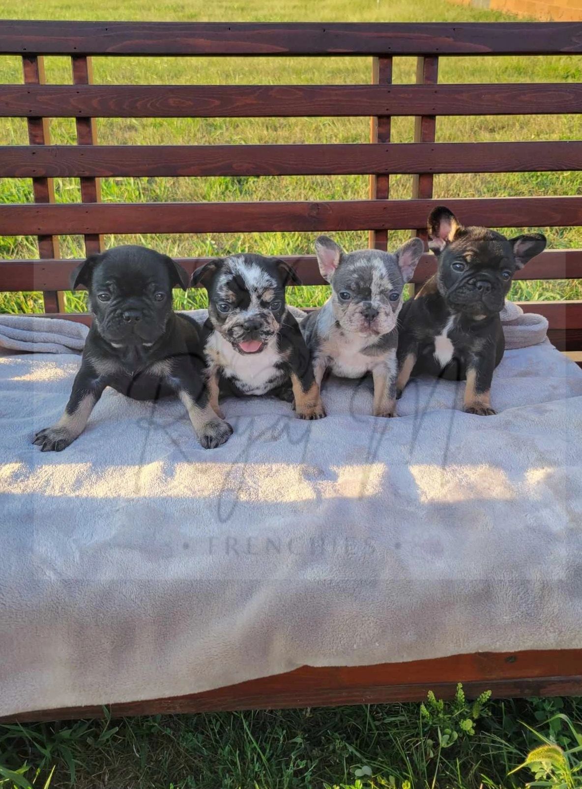 Past Puppies Photo Album | Royal M Frenchies