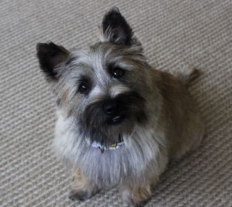 Available Puppies | Ellis Creek Cairn Terriers