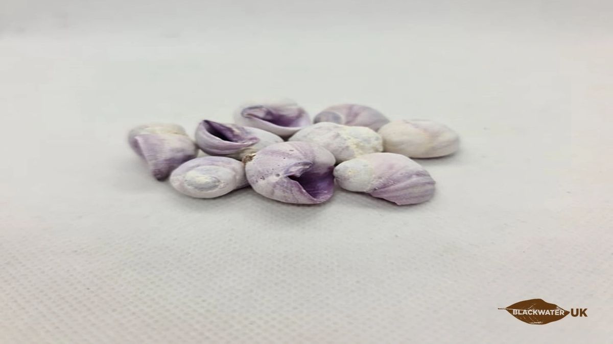 Purple periwinkle shell (pack of 20)