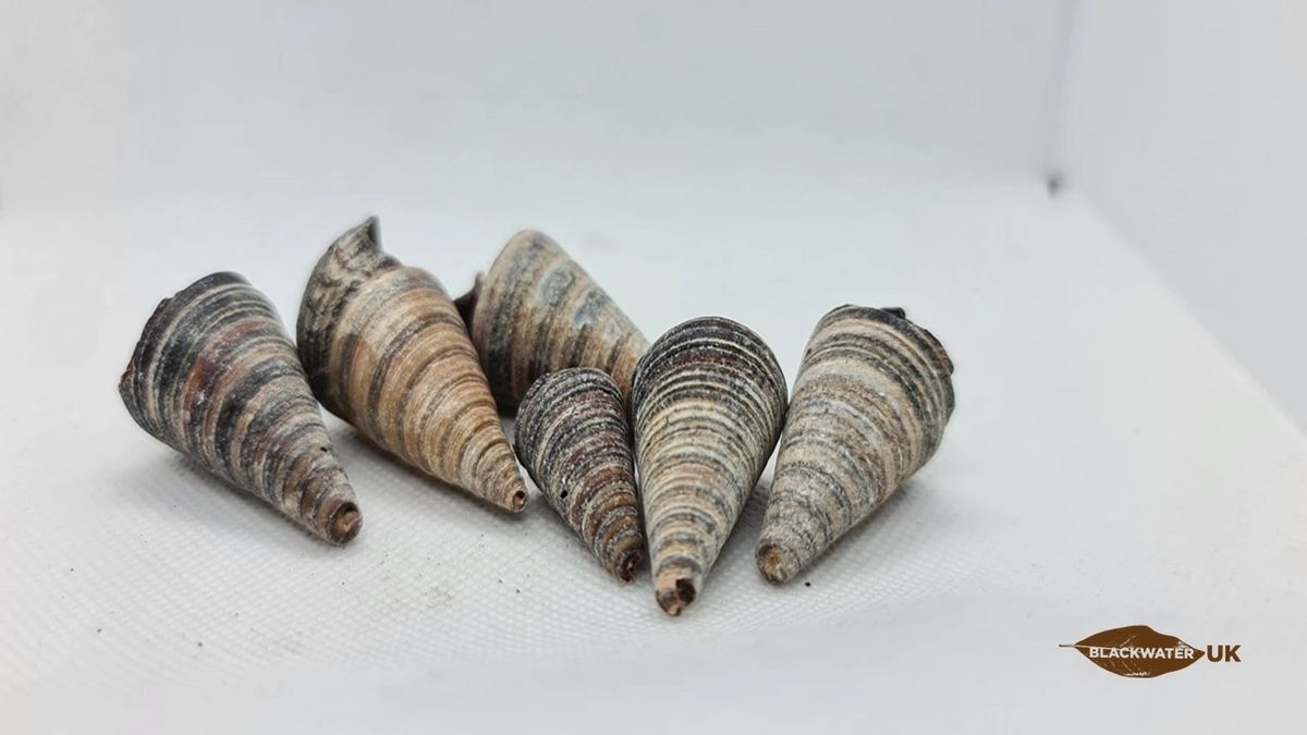 Telescopium snail shells (pack of 10)