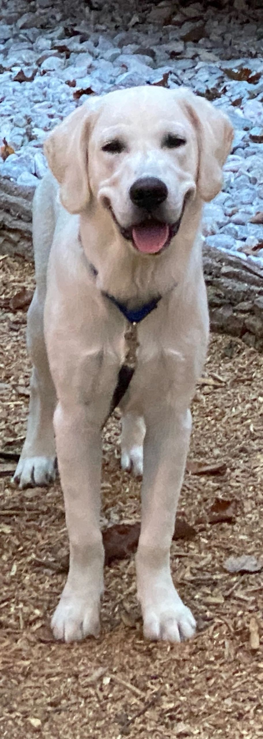 Help Me Train My Buddy