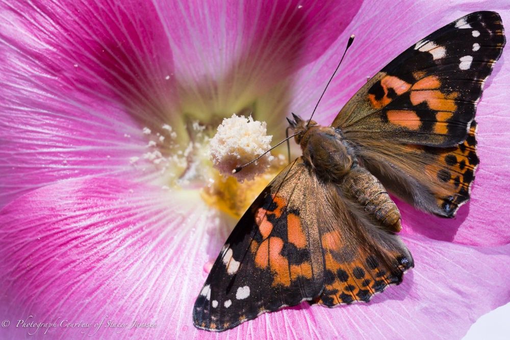 Butterfly Wings n' Wishes Ltd. - Butterflies, Composting Kits