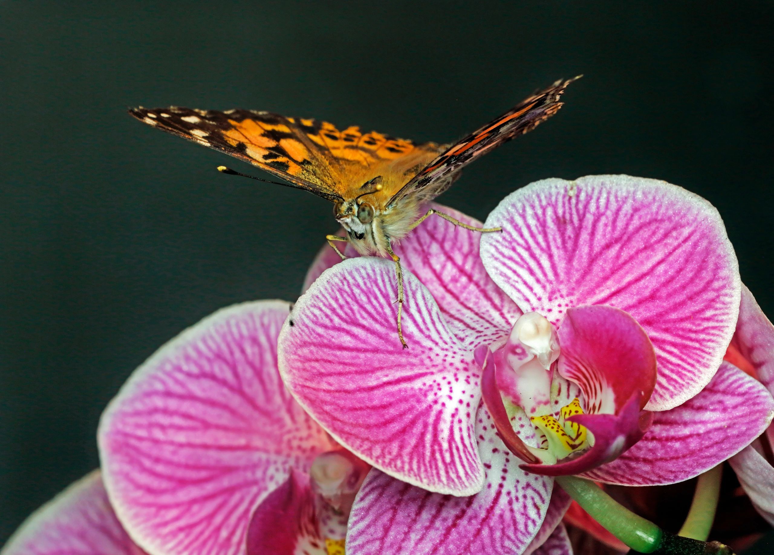 Butterfly Wings n' Wishes: Caterpillar/butterfly kits, Field Trips ...