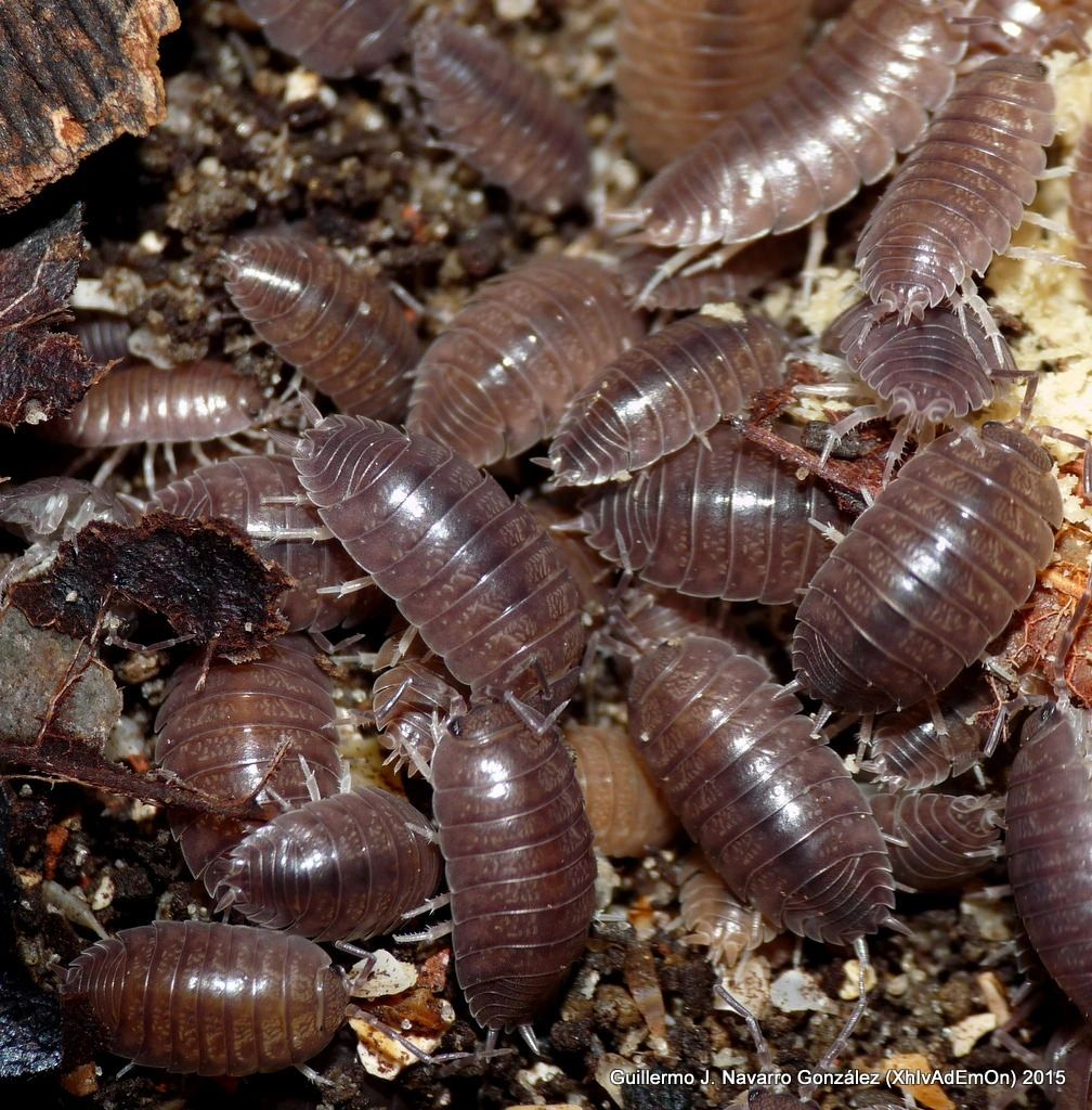 Isopods - Porcellio laevis (composting woodlouse) multiple sizes