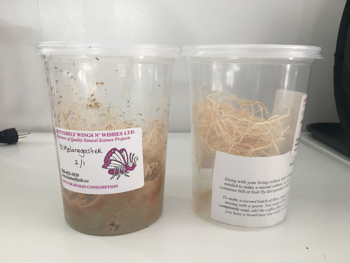 Flightless Fruit Fly Kit (comes with 2 parts: live culture PLUS dry ...