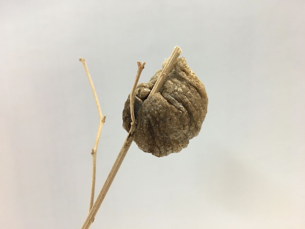 2025 Mantis Ootheca (egg case) SOLD OUT