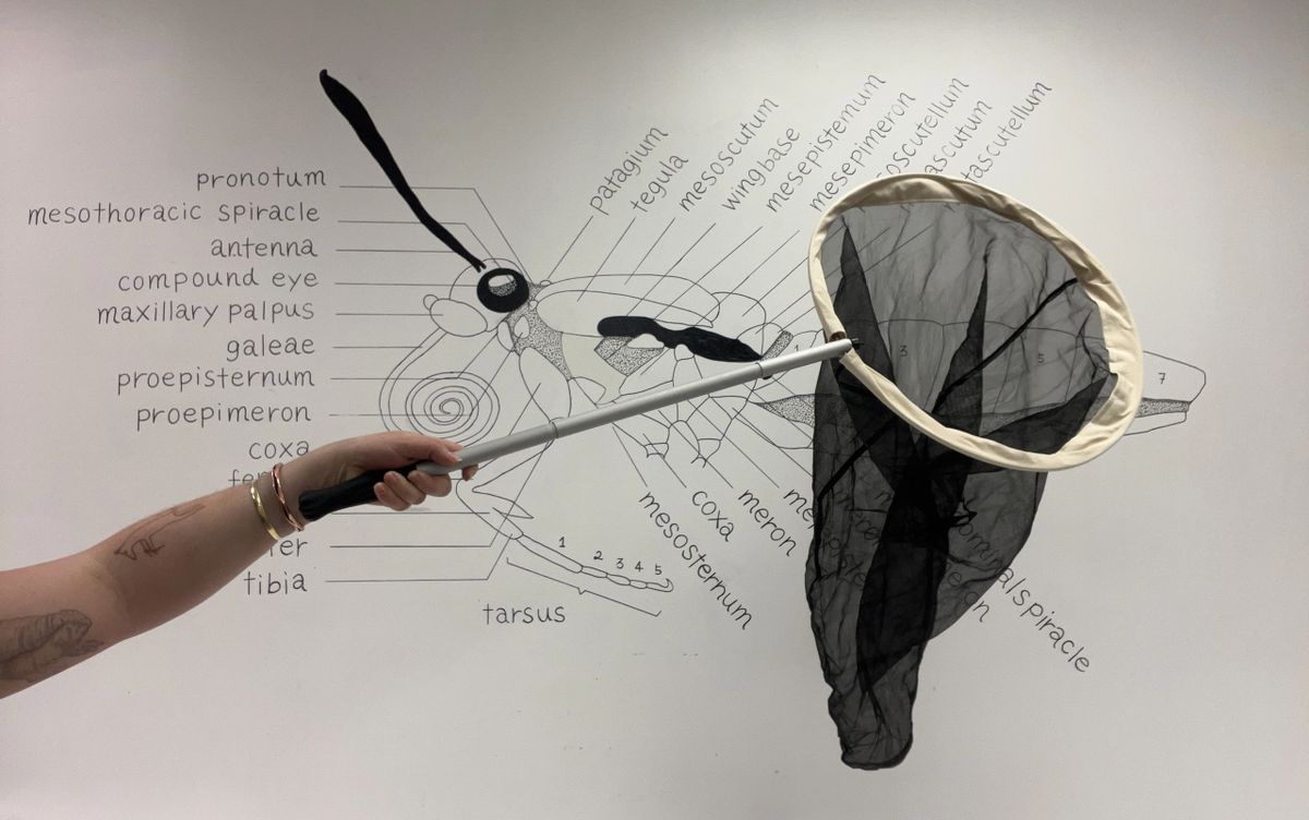 18" Field Insect Net Kit (Lepidoptera grade, collapsible)