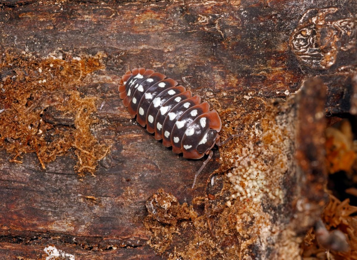 Worms, Isopods, Other Bugs