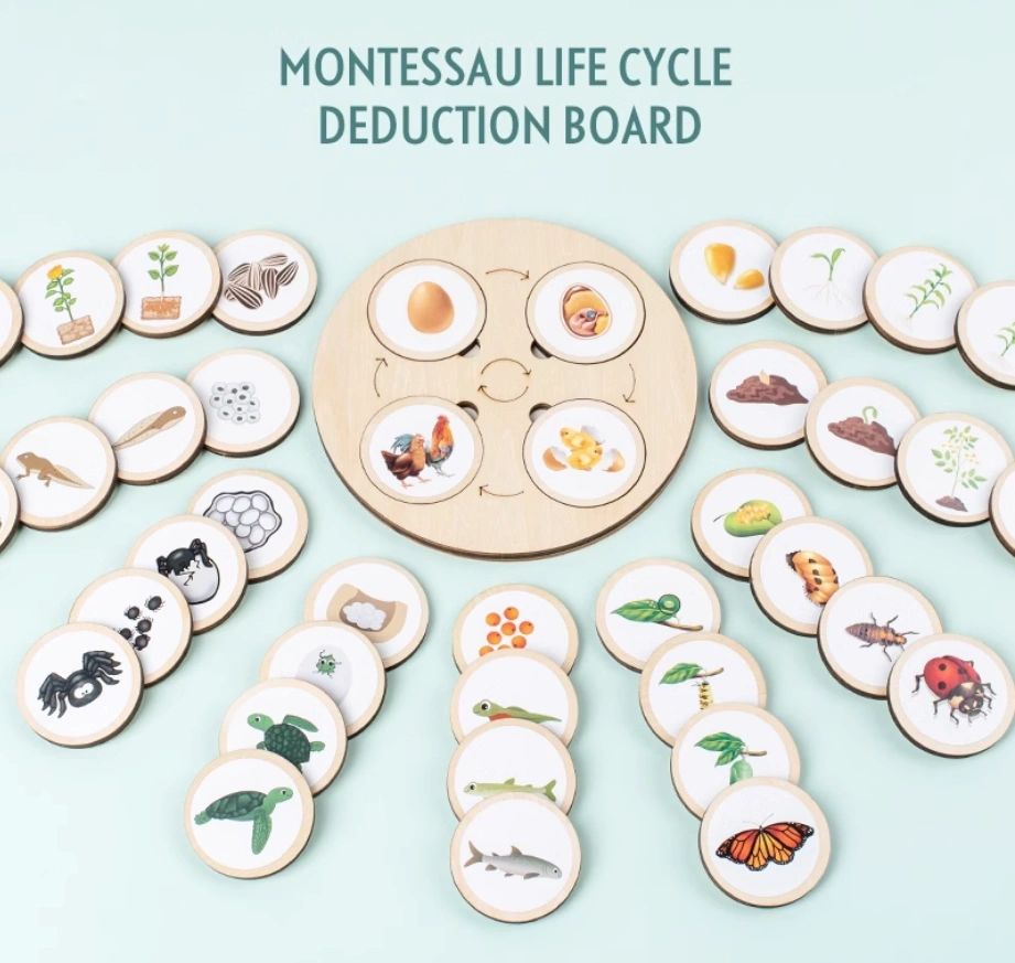 Montessori Life Cycle Derivation Board