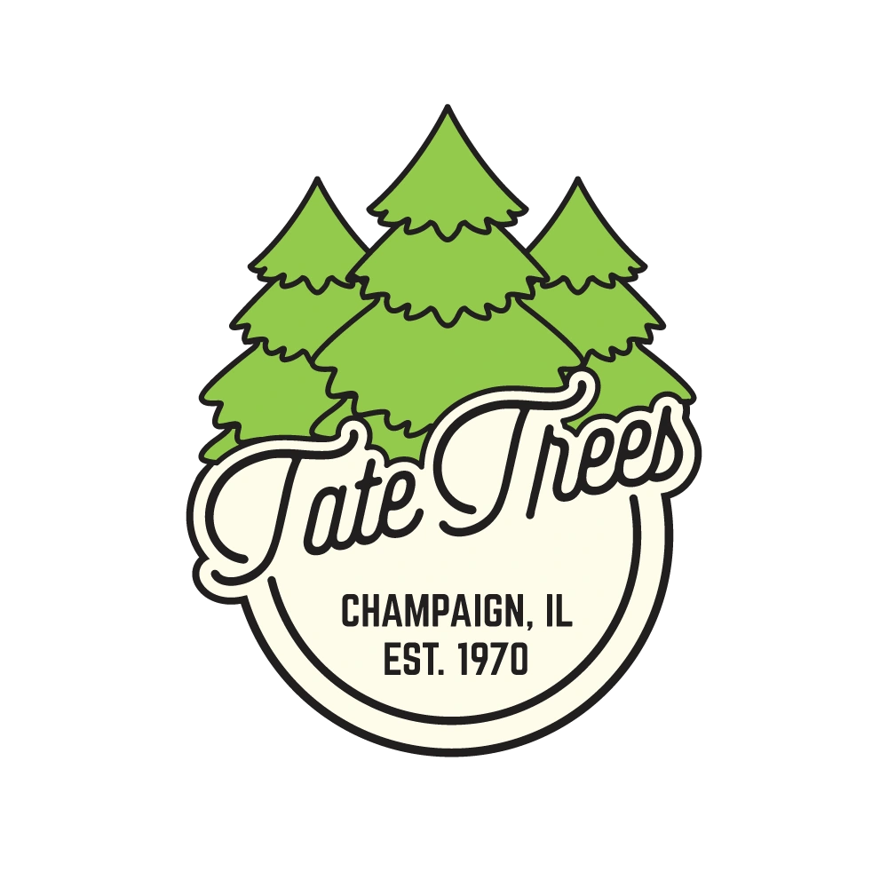 Christmas Trees - Tate Trees