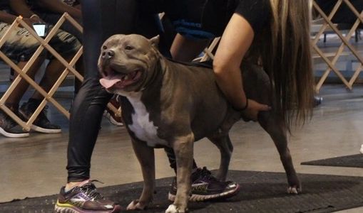 Dawghouse Bullies - Puppies, American Bullies, Bullies, ABKC