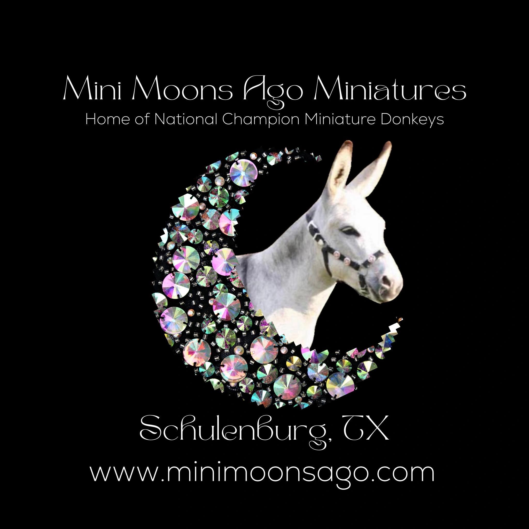 Mini Moons Ago - Donkeys for Sale, Miniature Donkeys, Miniature Cows