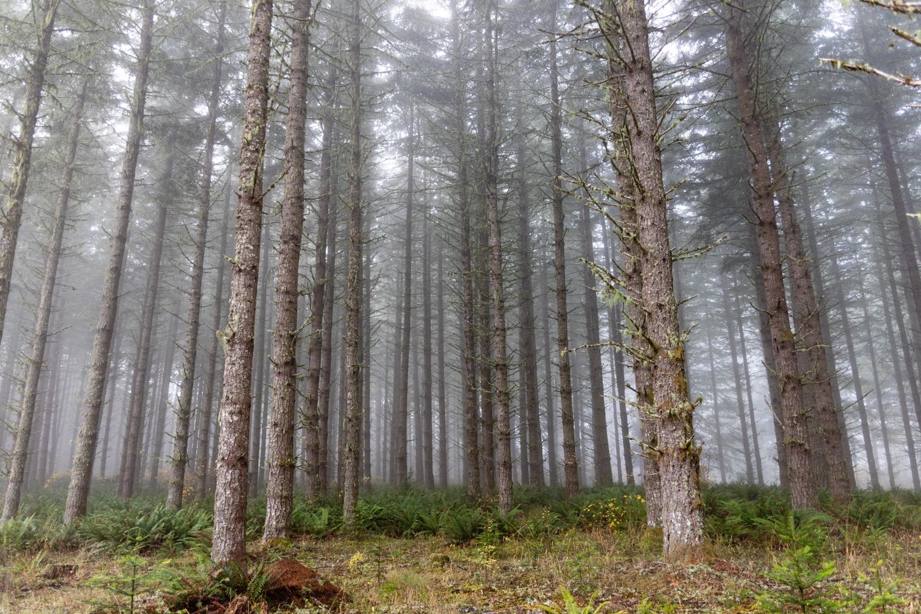 Elkhorn Forestry - Timber Cruising, Timber Appraisal, Forester