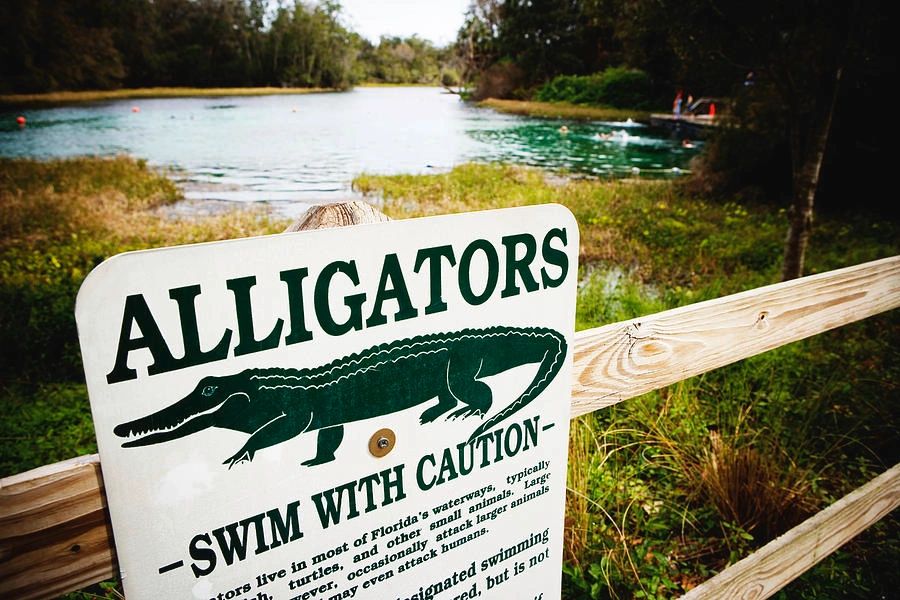 Swim with Gators? Exploring Outside The Villages Florida