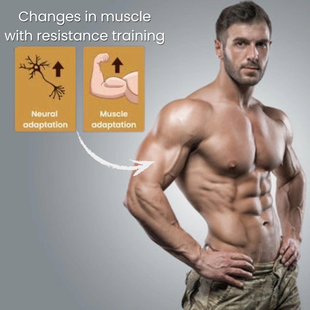Muscle Adaptation: The What Every Gym-Goer Needs to Know