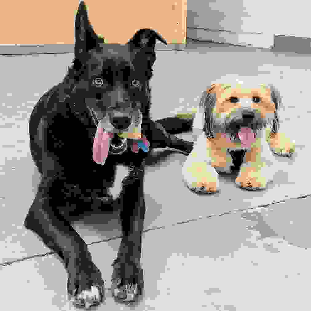 Rruff House - Dog Daycare, Dog Groomer, Dog Kennel