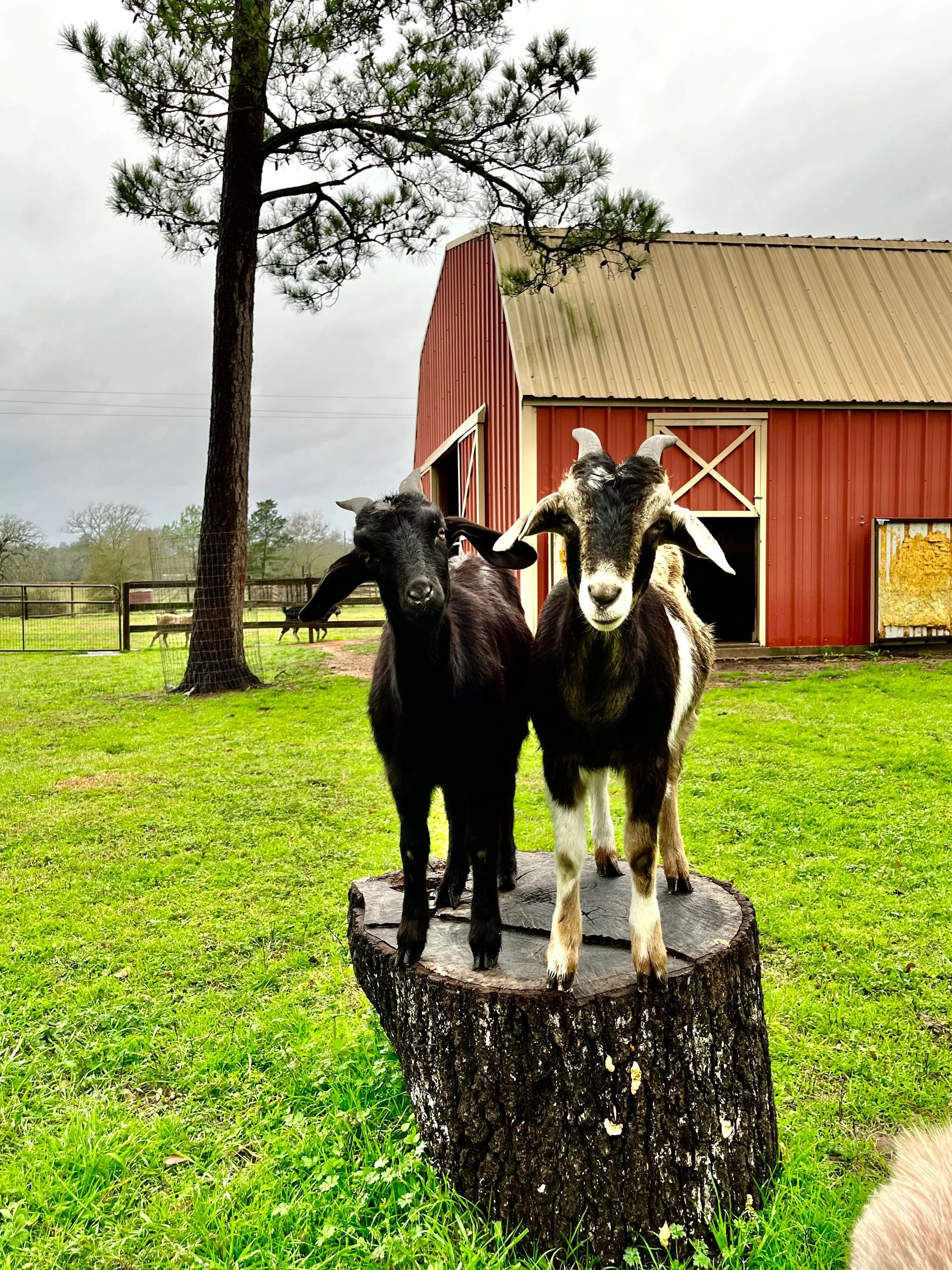 Our Story | KJ's Kikos