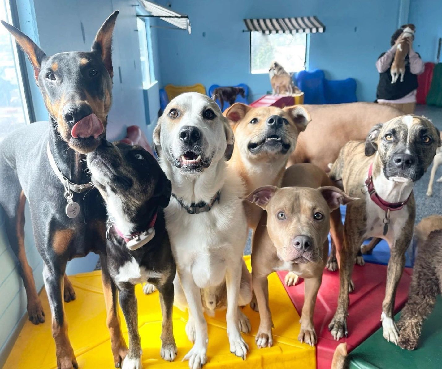 Home [lazydogcrazydog.com]