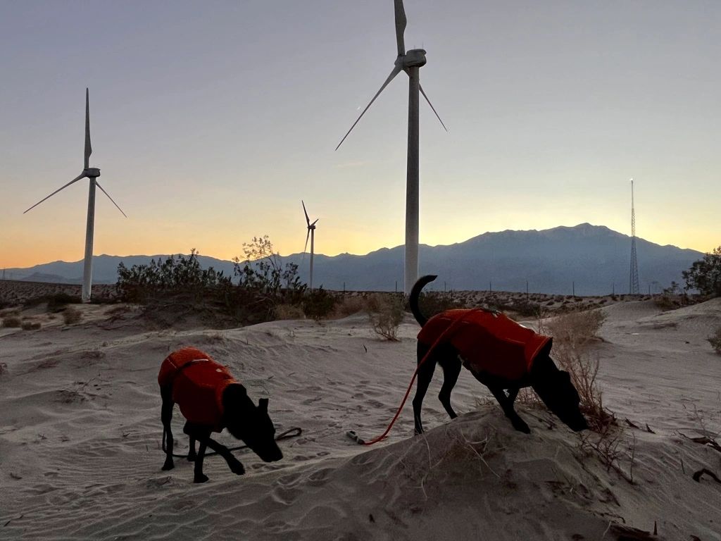 Ayubowan Working Dogs - Conservation Detection Dogs, Scat Detection