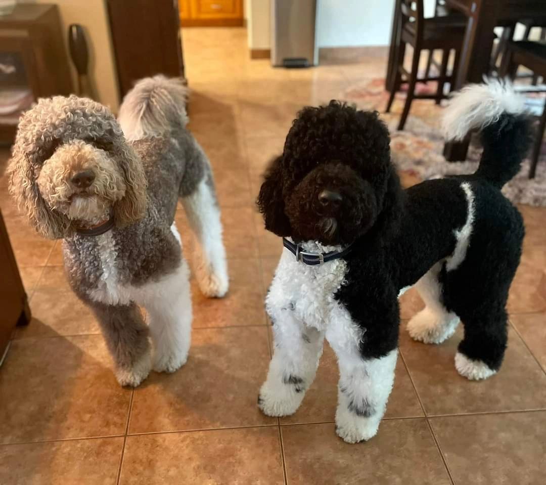 Our Story | Doodle Horse Ranch