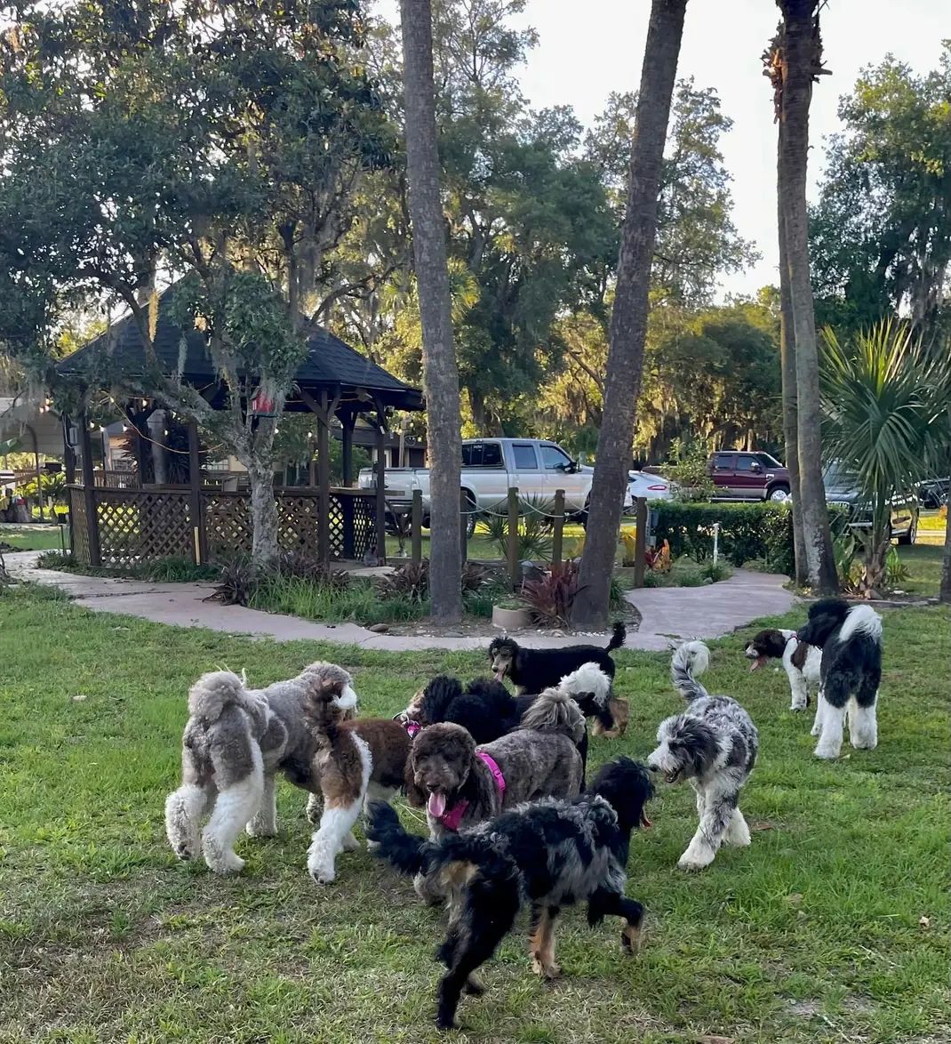 Experienced Horse Breeder and Labradoodle Breeder at Doodle Horse Ranch