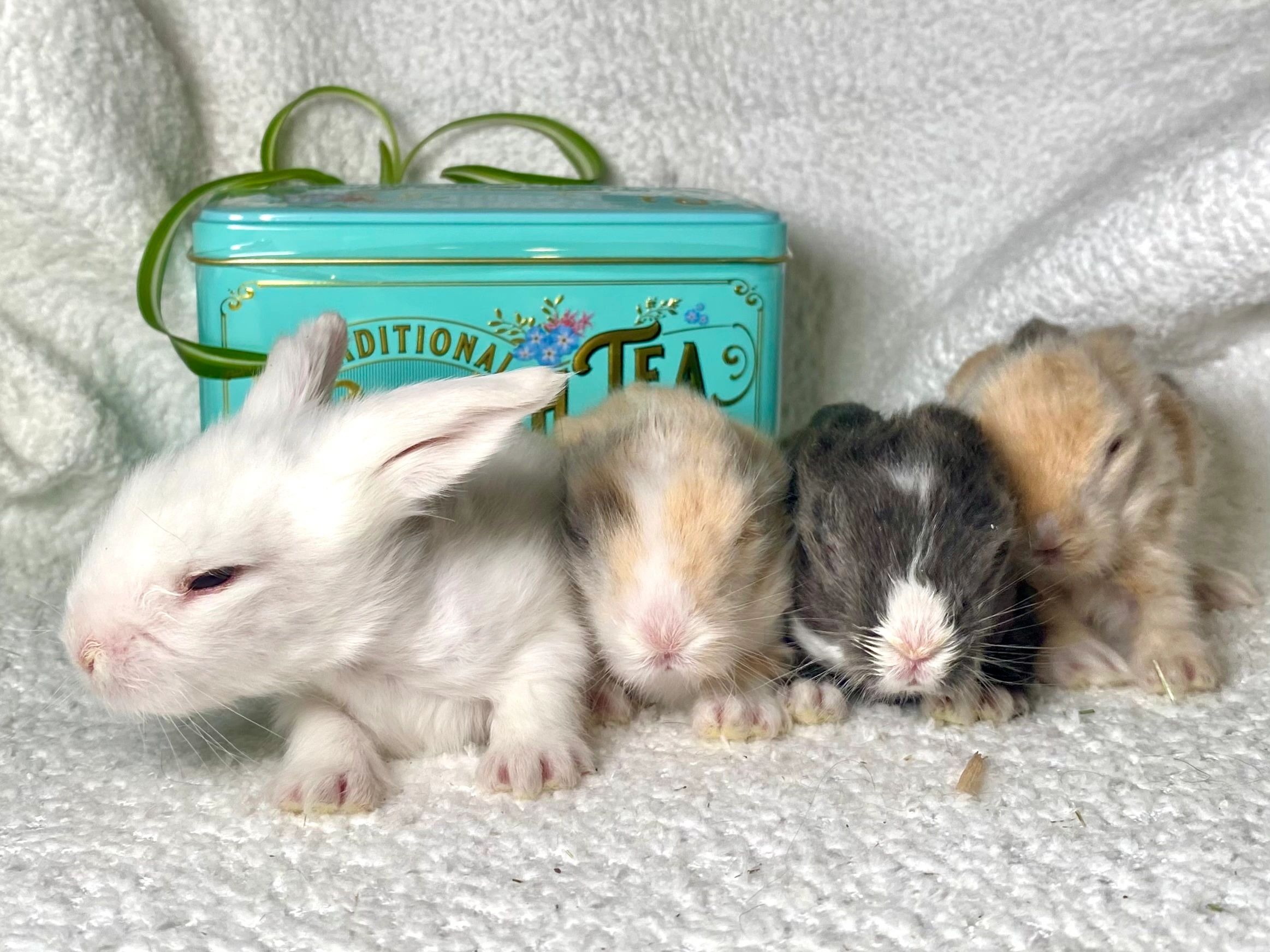 Available Rabbits | Raisin’ Teddywidders