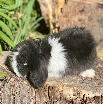 Available Rabbits | Raisin’ Teddywidders