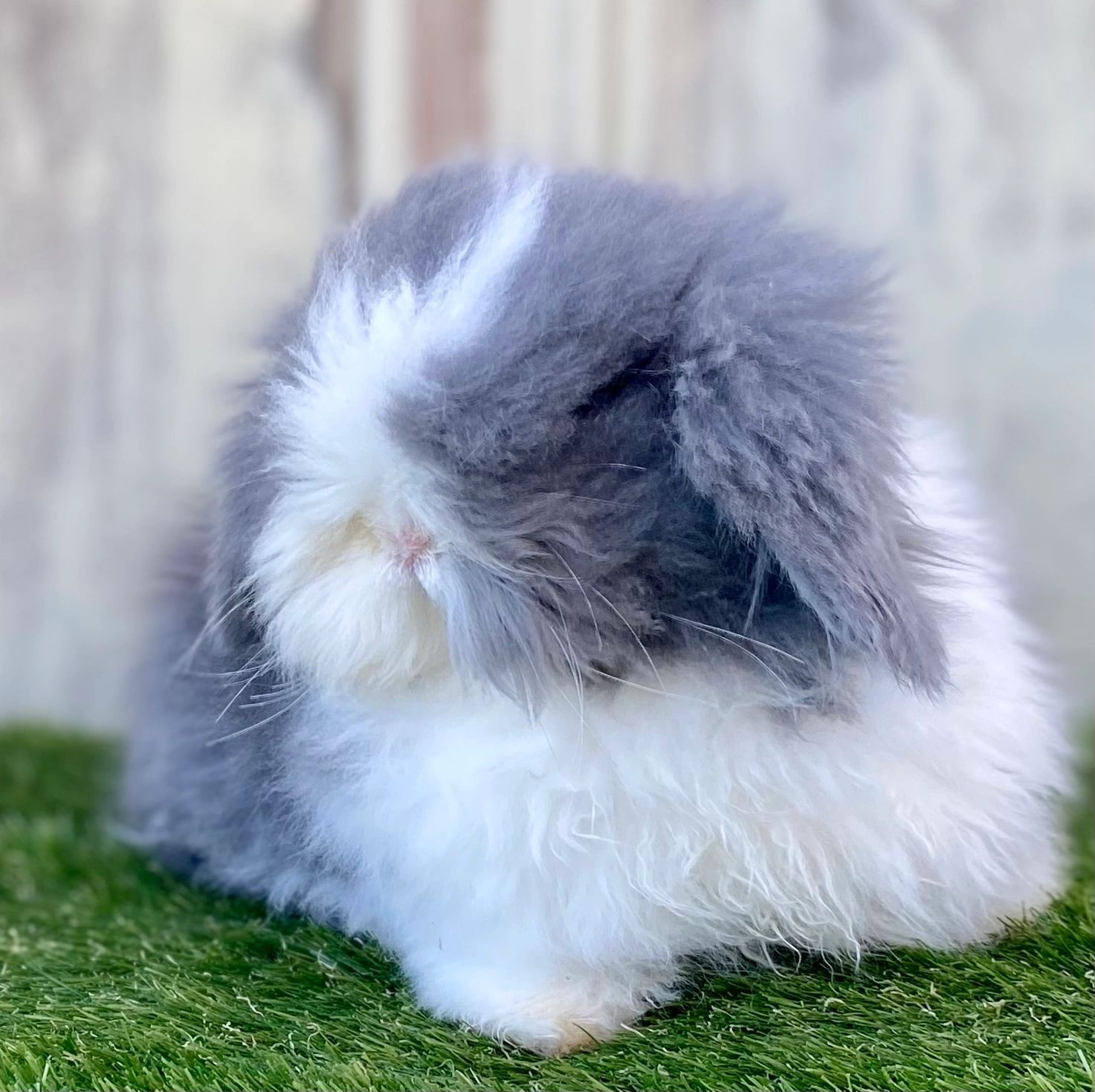 Available Rabbits | Raisin’ Teddywidders