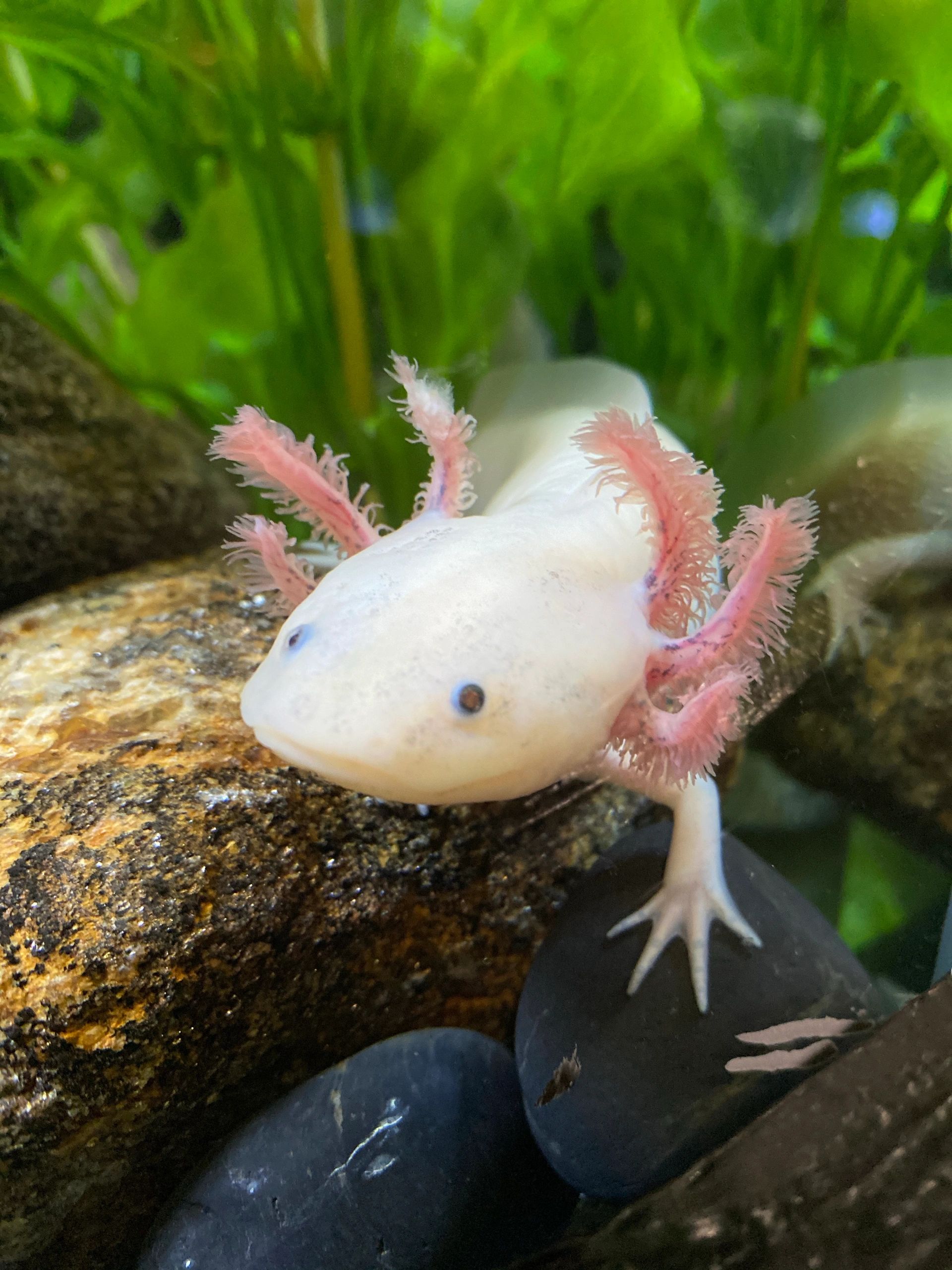 AXOLOTL HISTORY