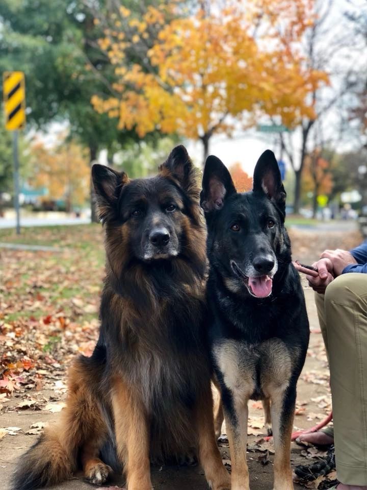 Dog Training - The Dog Professor