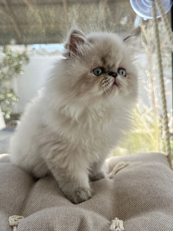 Himalayan Kittens, Maine Coon Breeders, Maine Coon ...