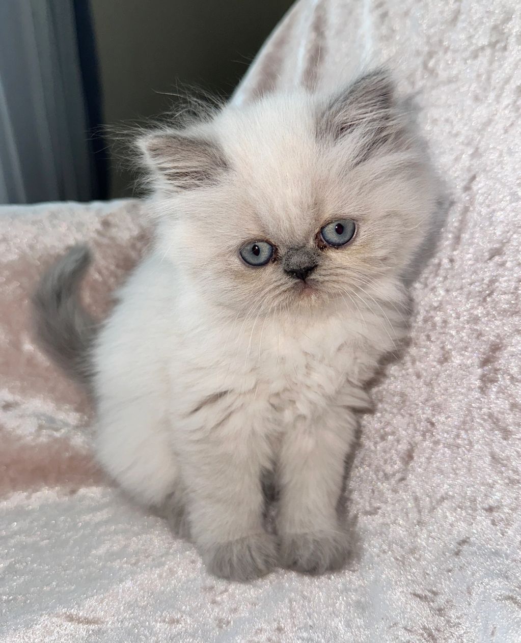 Himalayan Kittens, Maine Coon Breeders, Maine Coon ...