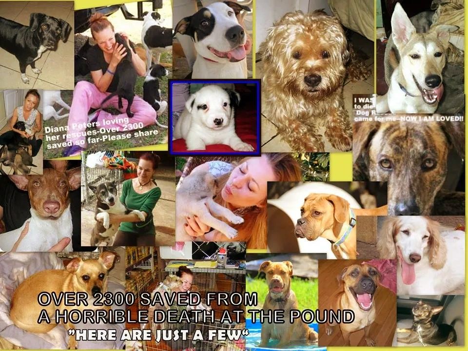 Death Row Dog Rescue