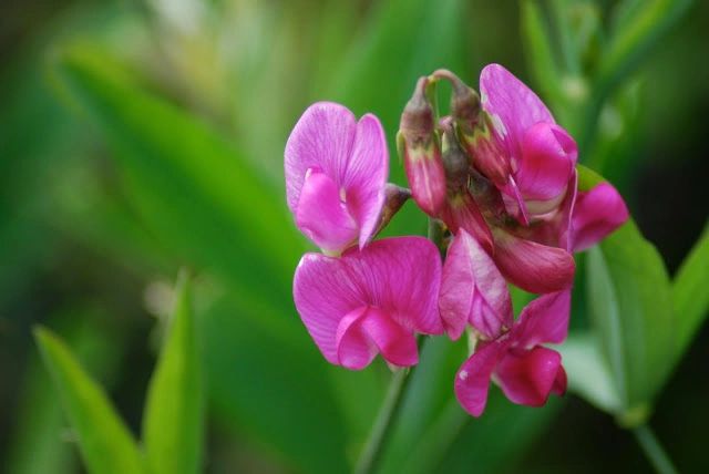 California Native Wildflowers
