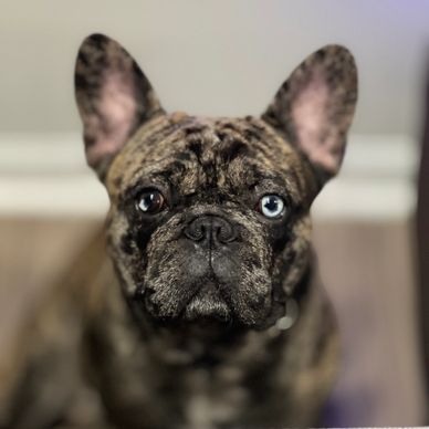 Adoptable Dogs | S P C R