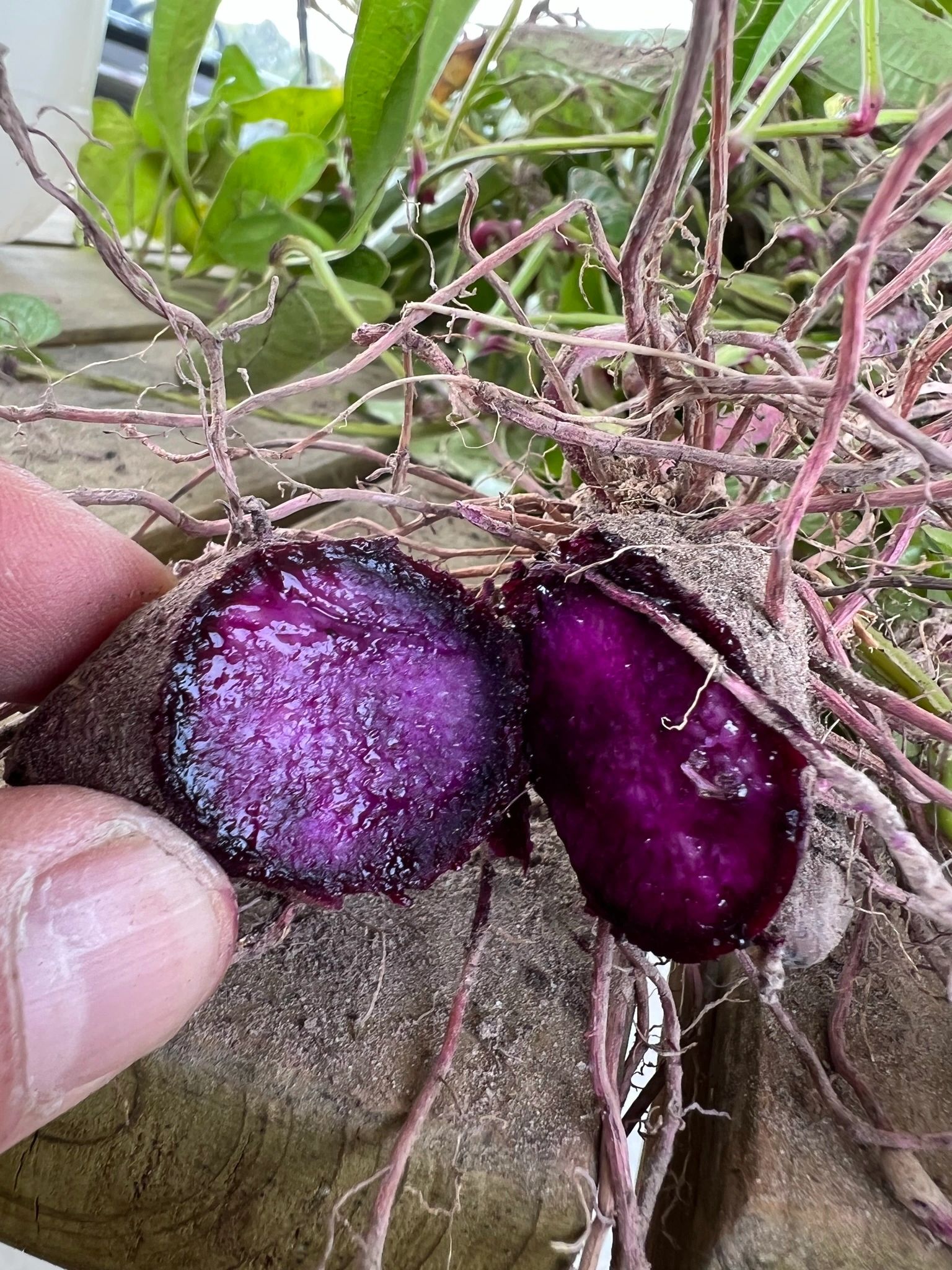 Purpleroot - Ube, Ube, Retail, Retail Store