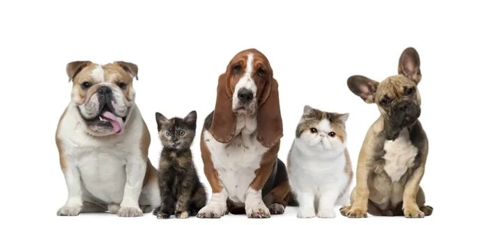 Holistic Pet Health Coach & Canine Nutritionist | Empowered Pet