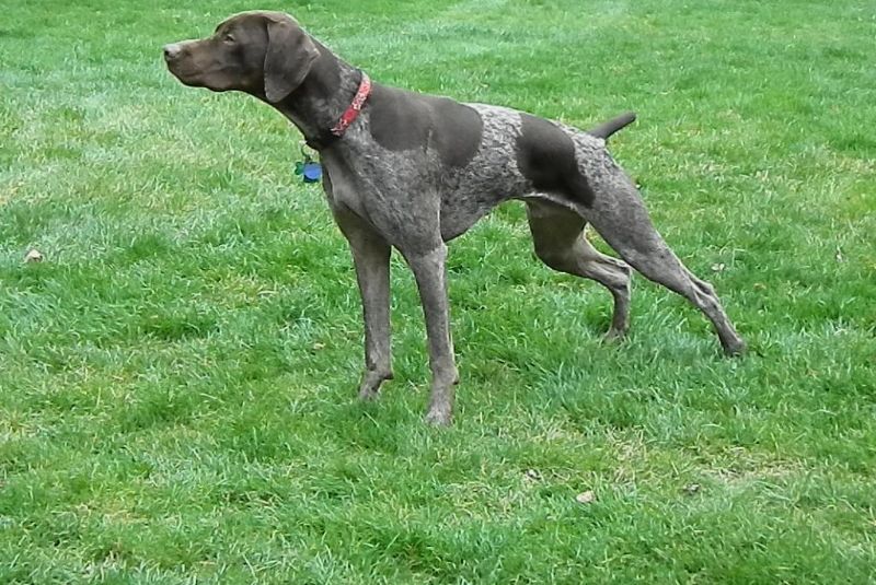 What Types Of Dogs Point