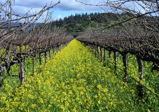 Adventures in Agriculture